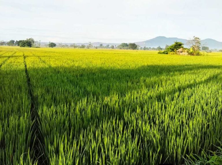 Lombok Tengah Jadi Kontributor Utama Produksi Padi NTB - kupas.co.id